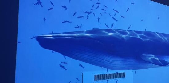 Genova Blue District, oggi l’apertura al pubblico del Village nel cuore ...