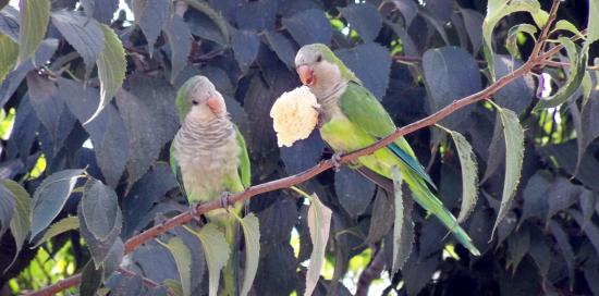 Biodiversità: pappagallini e parrocchetti si spostano nelle vallate, ma ...